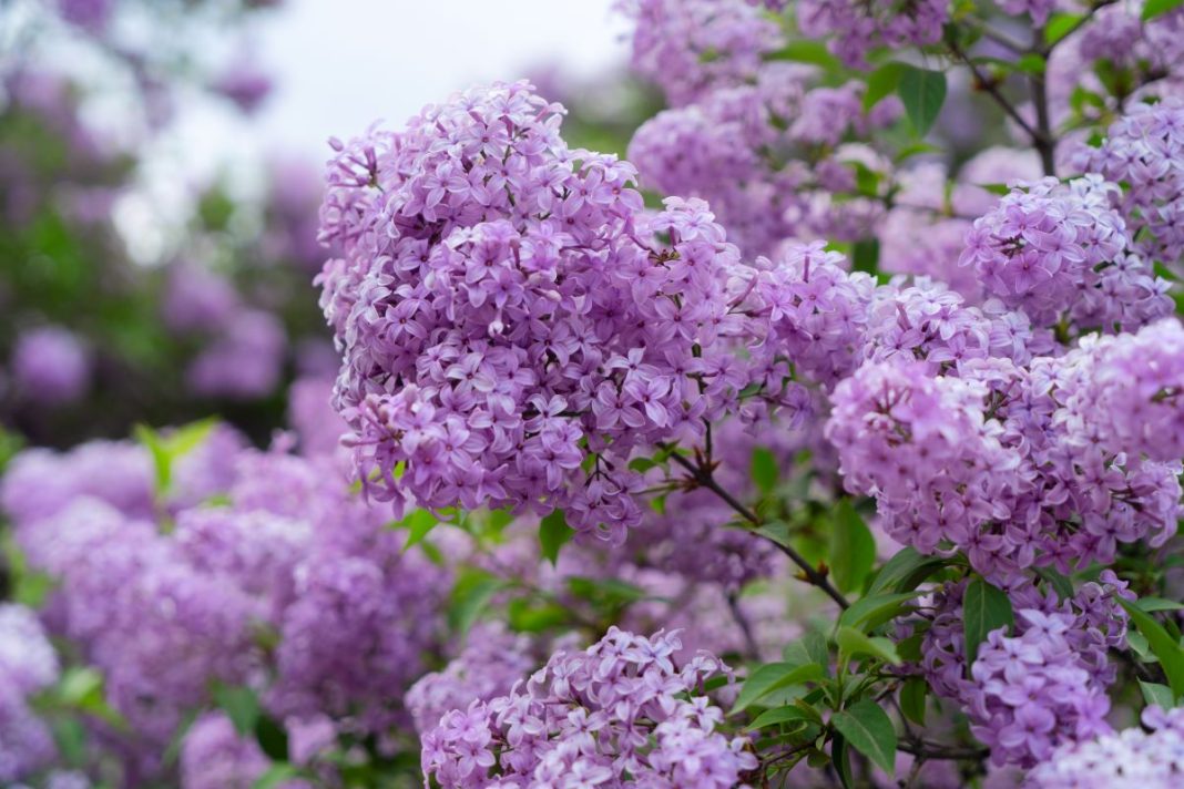 5 Spring Flowers to Enhance Your Garden on the Main Line