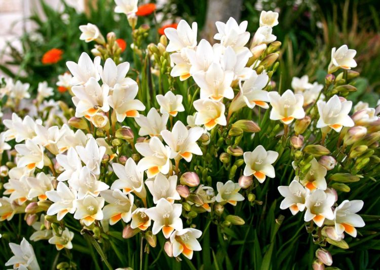 5 Spring Flowers to Enhance Your Garden on the Main Line