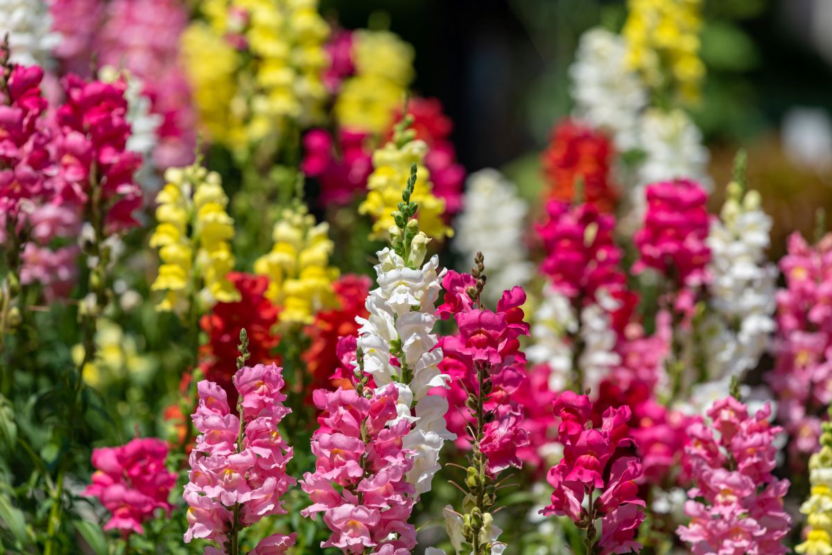 5 Spring Flowers to Enhance Your Garden on the Main Line