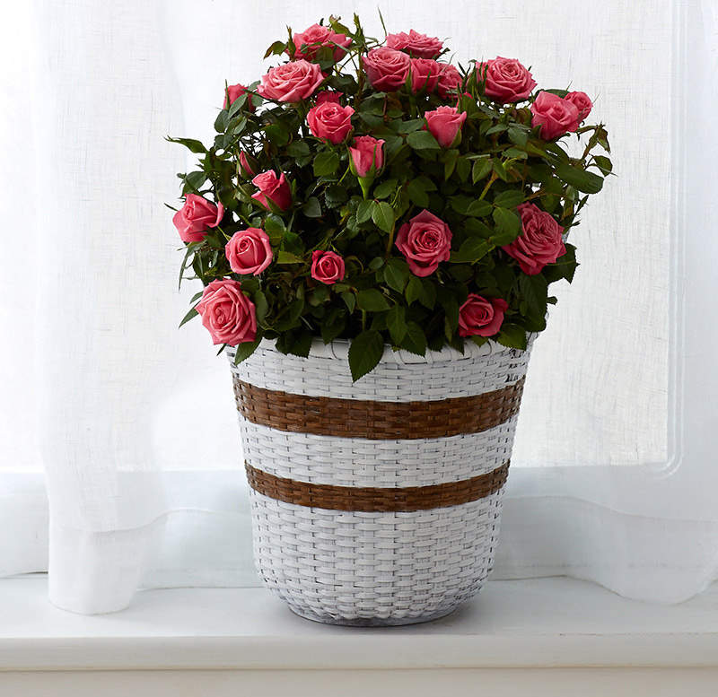 9 Pretty Potted Plants