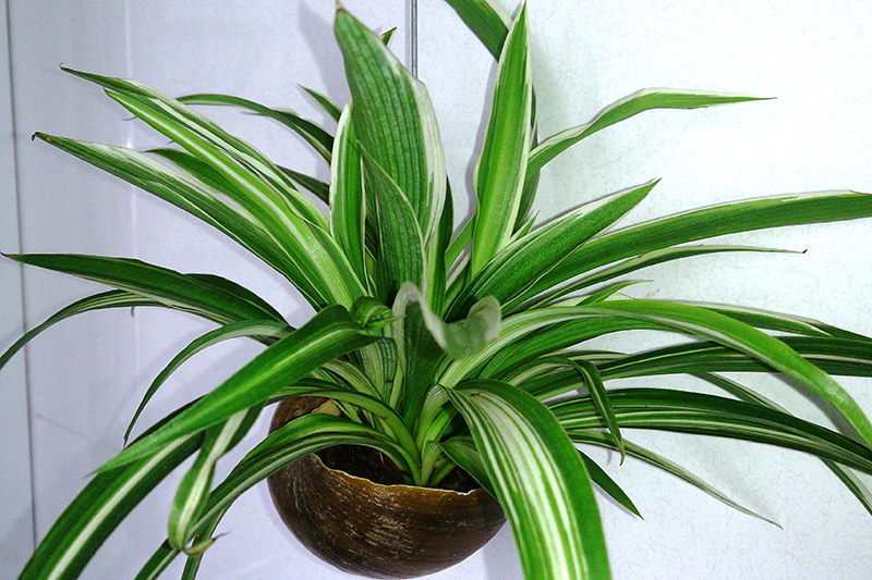 7 Indoor Plants Perfect for Winter