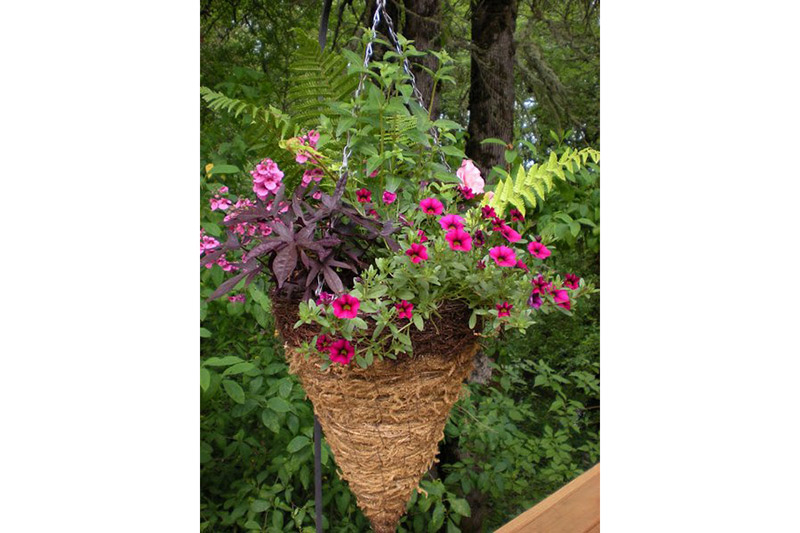 9 Pretty Potted Plants