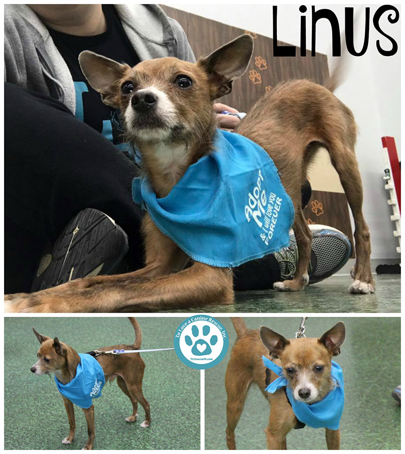 Adoptable Animal of the Week: Linus