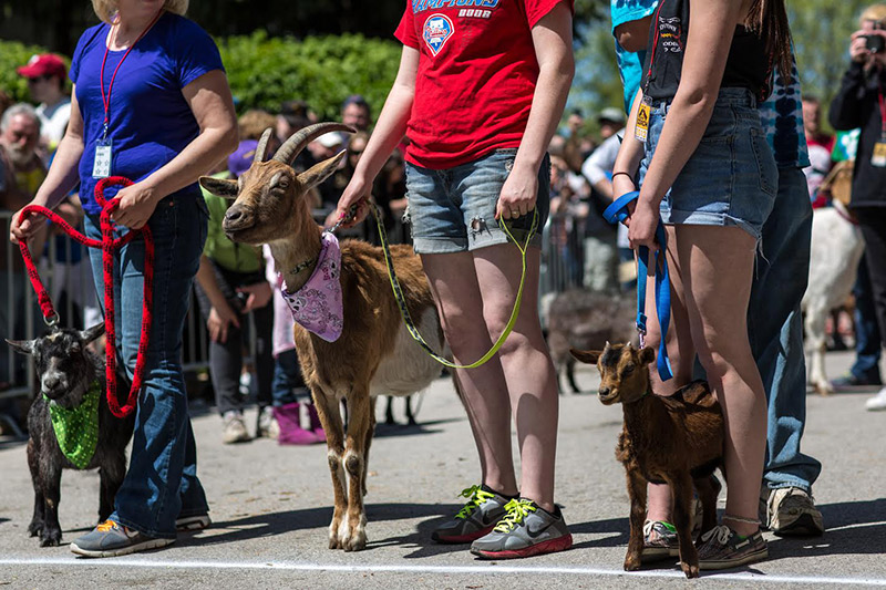 Sly Fox's Bock Fest and Goat Race Returns on May 7