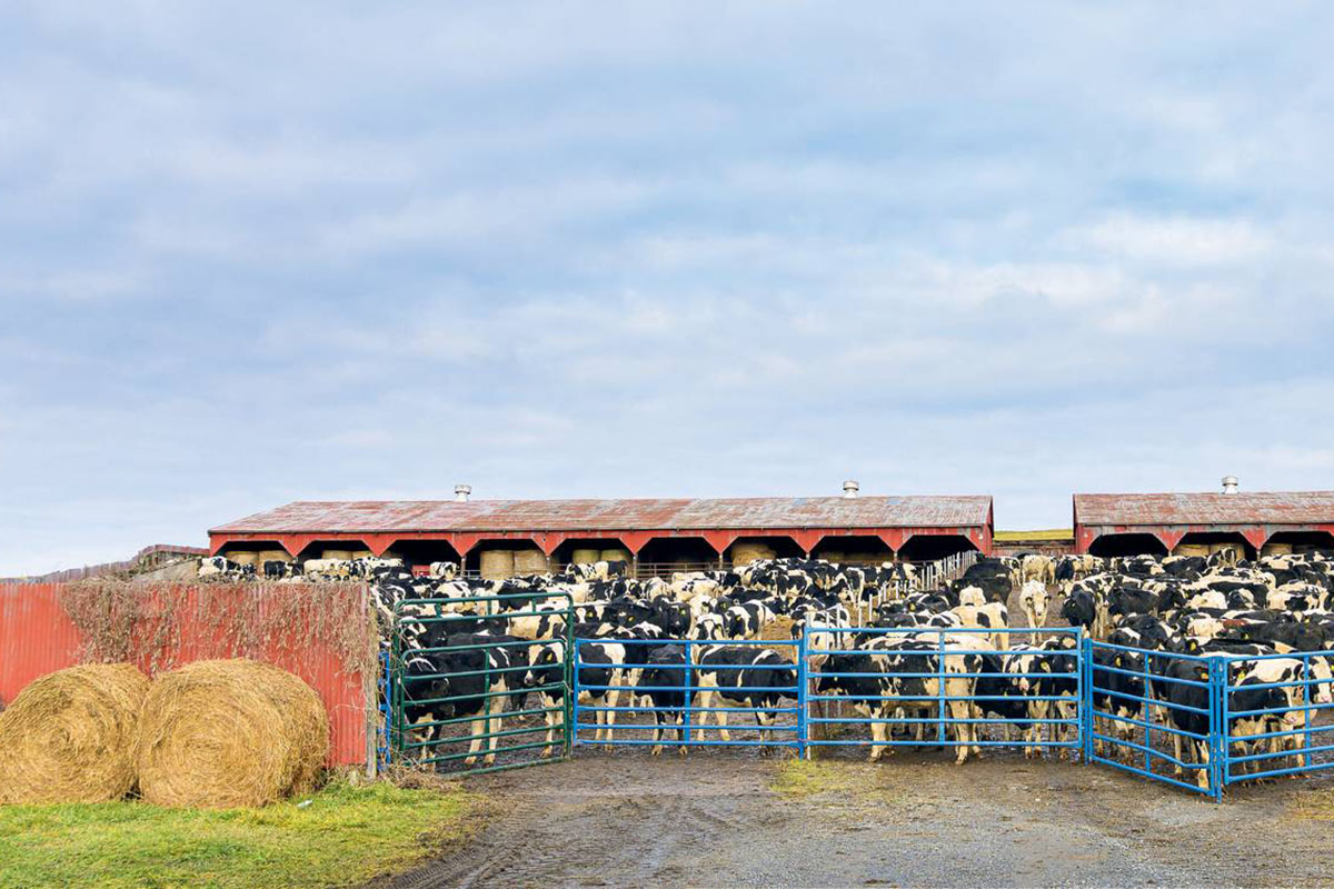 Local Chester County Cowboys Are Back on the Ranch