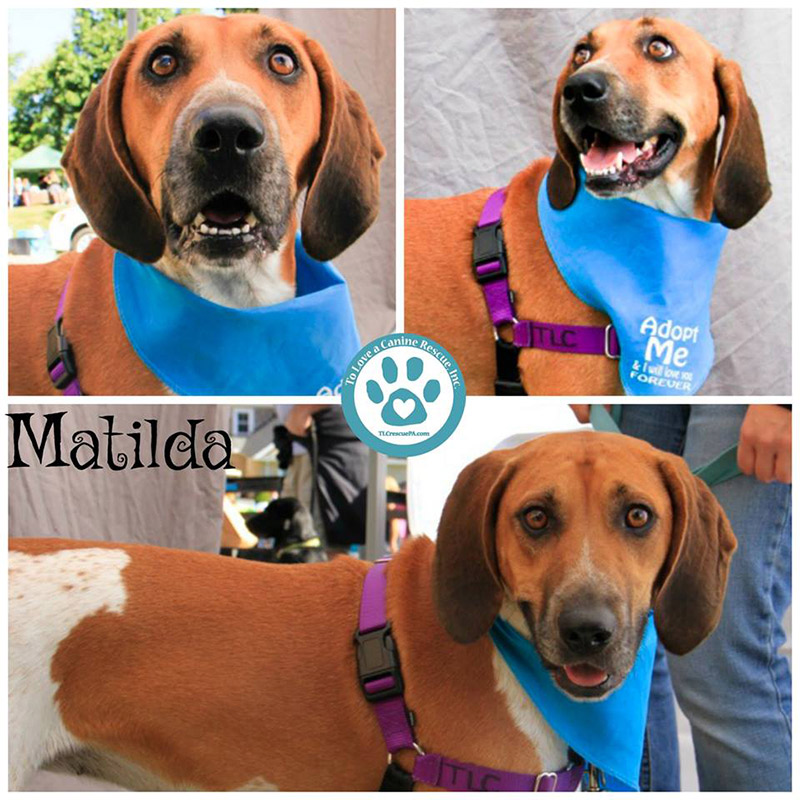 Adoptable Animal of the Week: Matilda