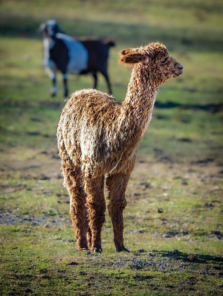 Lollybrook Farm Offers Hands-on Learning in Chester Springs